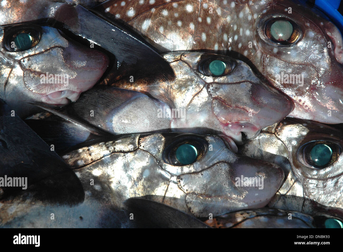 Rabbitfish chimaera monstrosa hi-res stock photography and images - Alamy