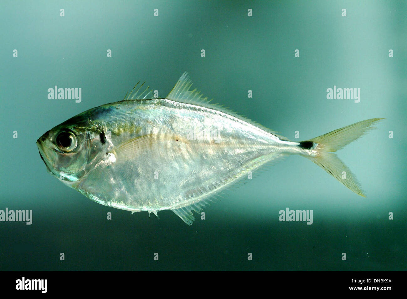 Chloroscombrus chrysurus hi-res stock photography and images - Alamy