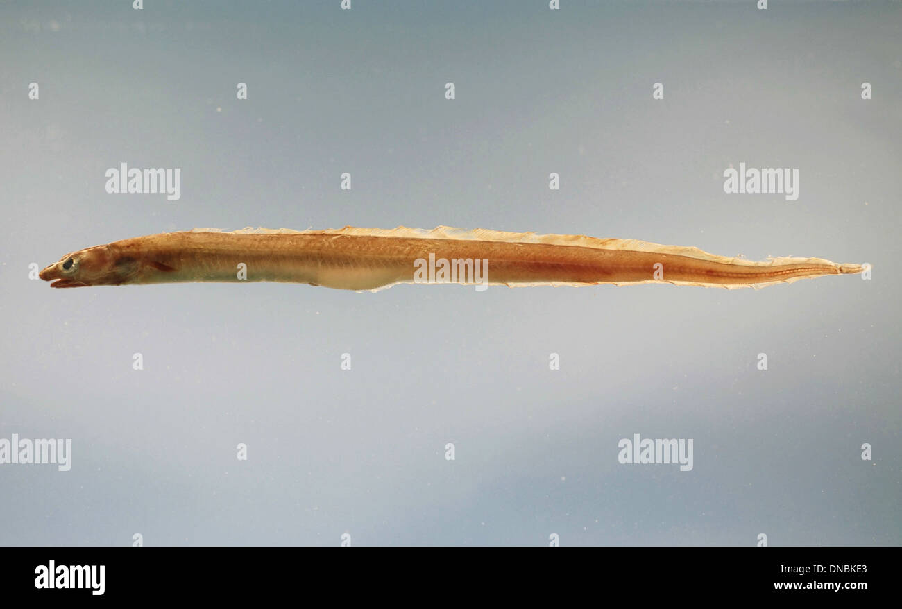 Oceanic eel hi-res stock photography and images - Alamy