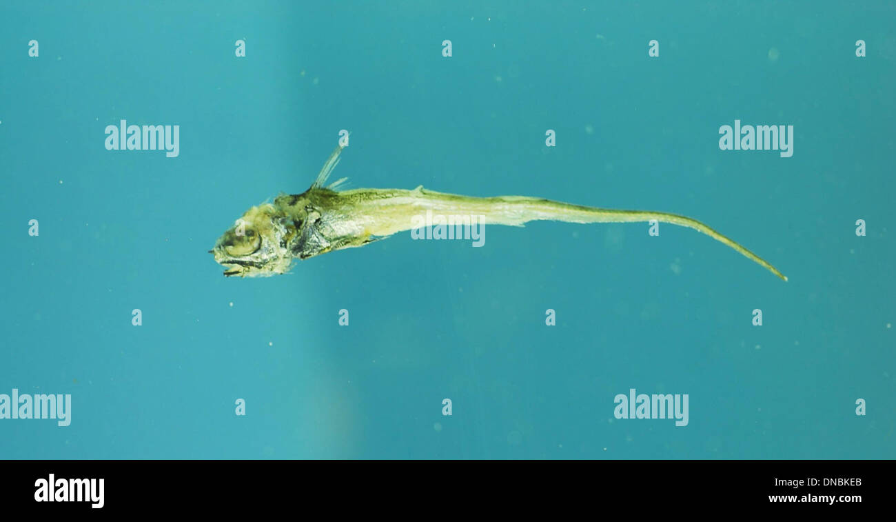 Coryphaenoides alateralis hi-res stock photography and images - Alamy