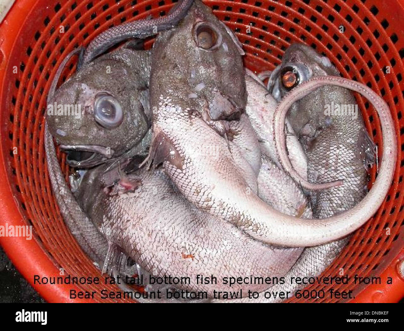 Bodies elongated hi-res stock photography and images - Alamy