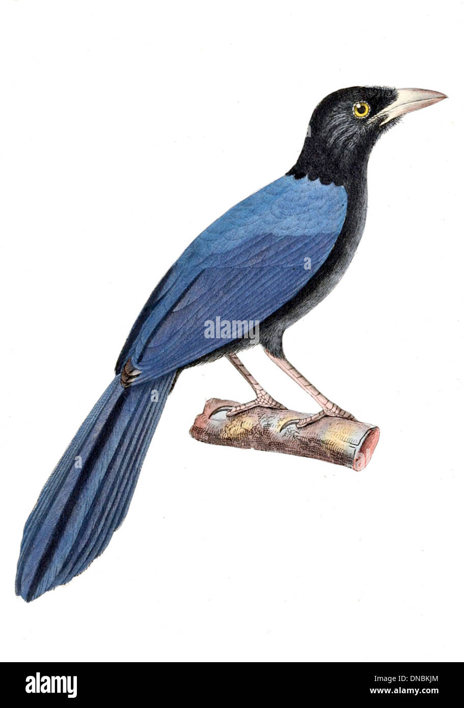 Cyanocorax beecheii, known as the Yucatan jay, is a species of bird ...