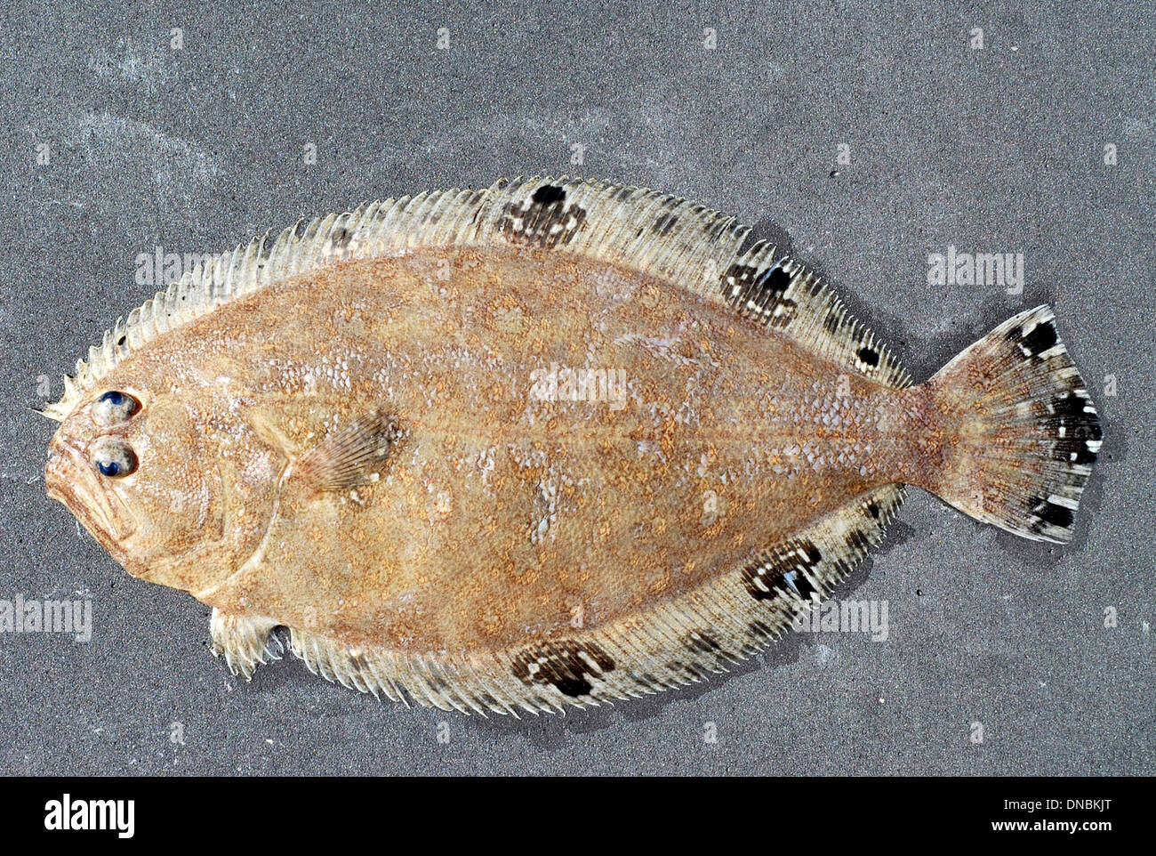 Flatfish pacific flatfish hi-res stock photography and images - Alamy