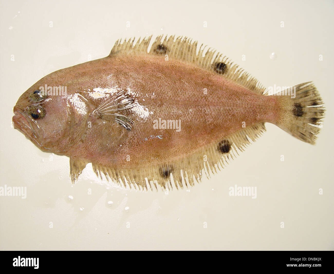 Cyclopsetta fimbriata hi-res stock photography and images - Alamy