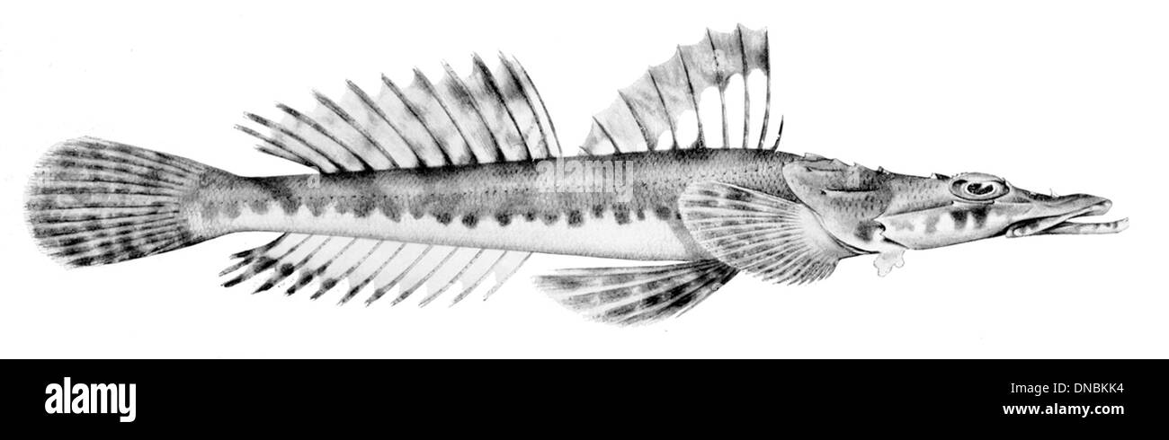 Mediterranean ecosystems Black and White Stock Photos & Images - Alamy