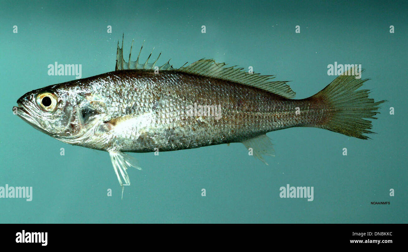 Cynoscion nothus hi-res stock photography and images - Alamy