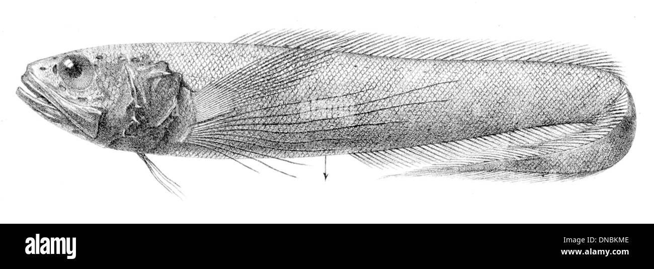 Prominent fish species Black and White Stock Photos & Images - Alamy