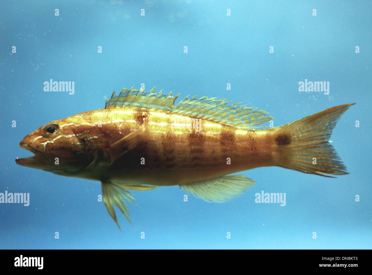 Diplectrum formosum hi-res stock photography and images - Alamy