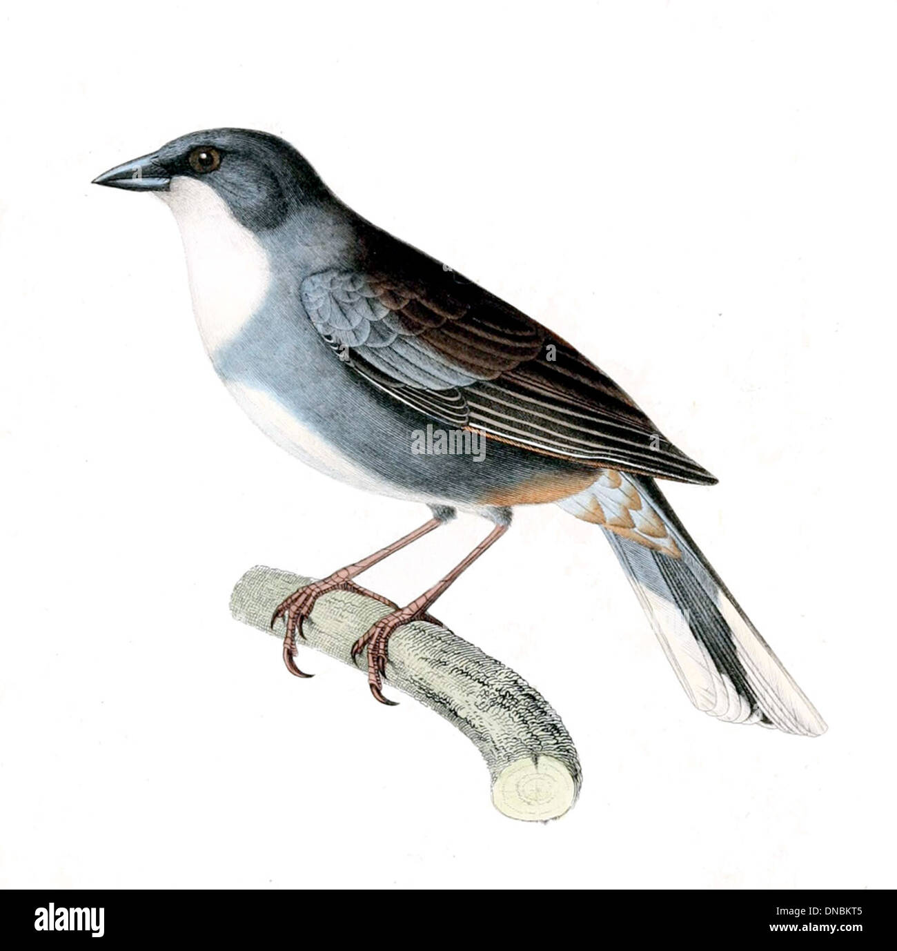 Song finch hi-res stock photography and images - Alamy