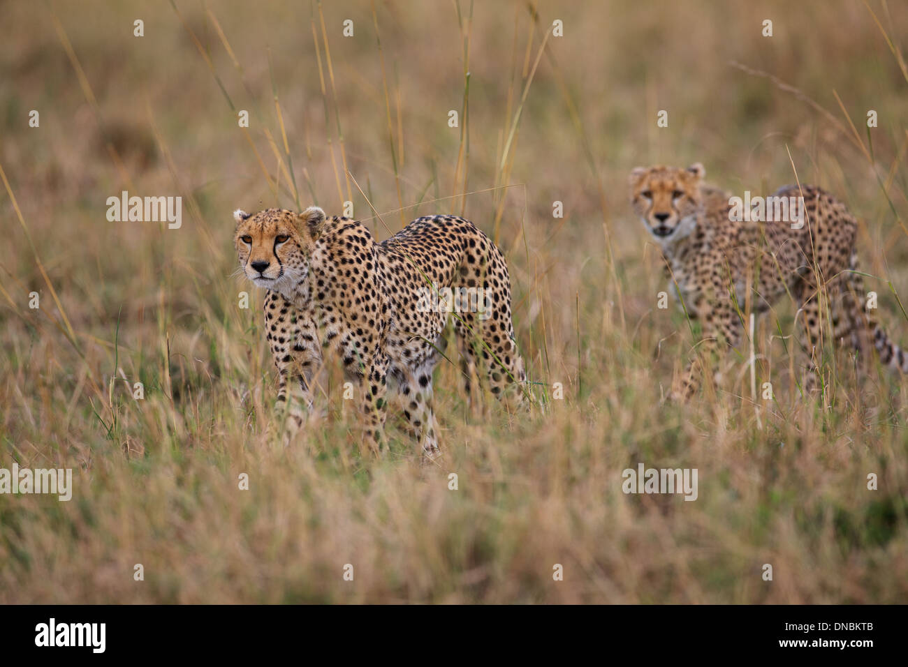 Cheetah couple walking Stock Photo - Alamy