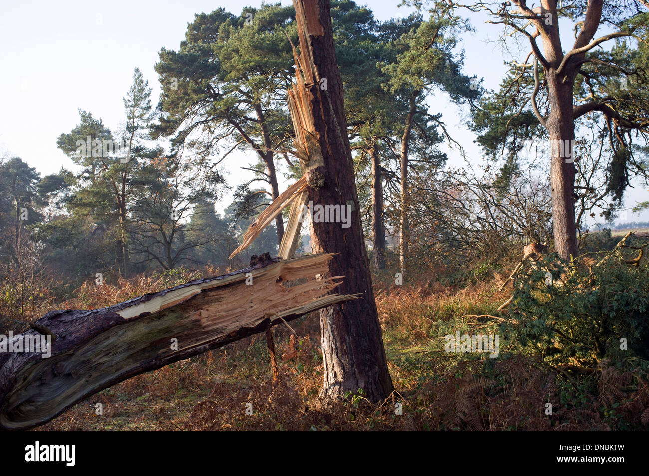 Wind damaged trees hi-res stock photography and images - Alamy