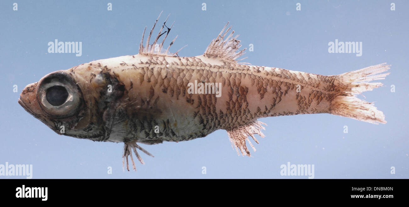 Epigonus hi-res stock photography and images - Alamy