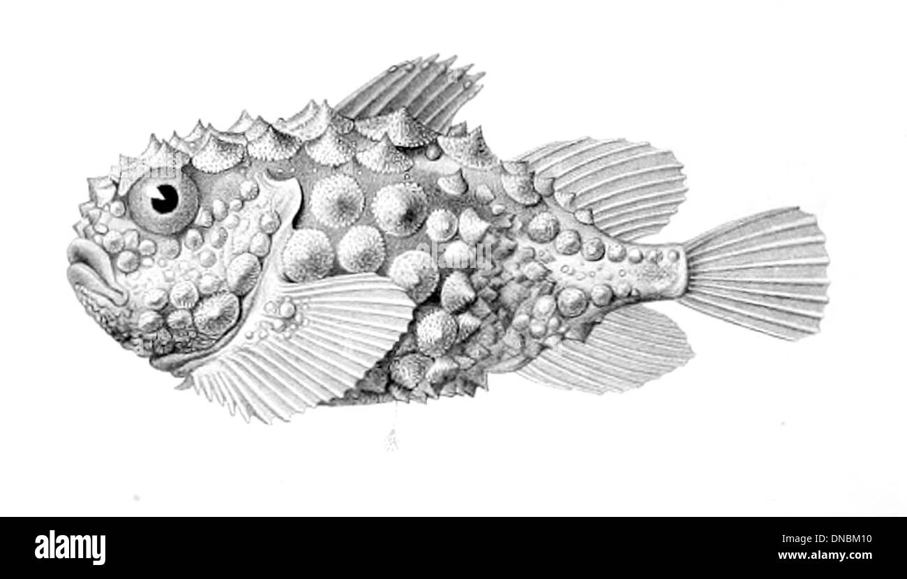 Feeding in deep water Cut Out Stock Images & Pictures - Alamy