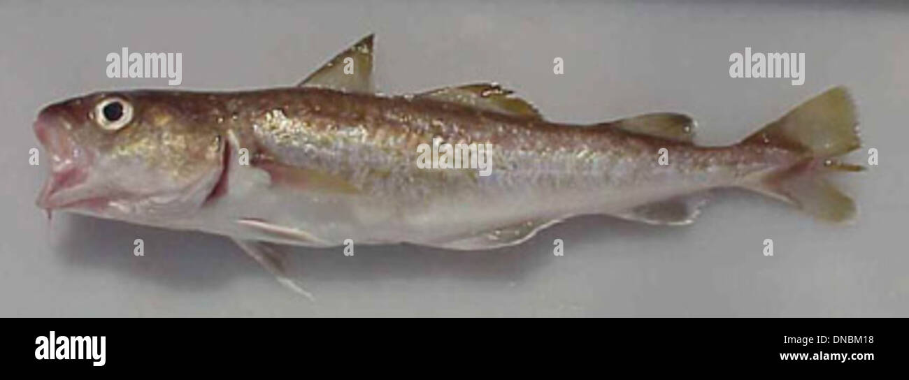 Macrocephalus species hi-res stock photography and images - Alamy