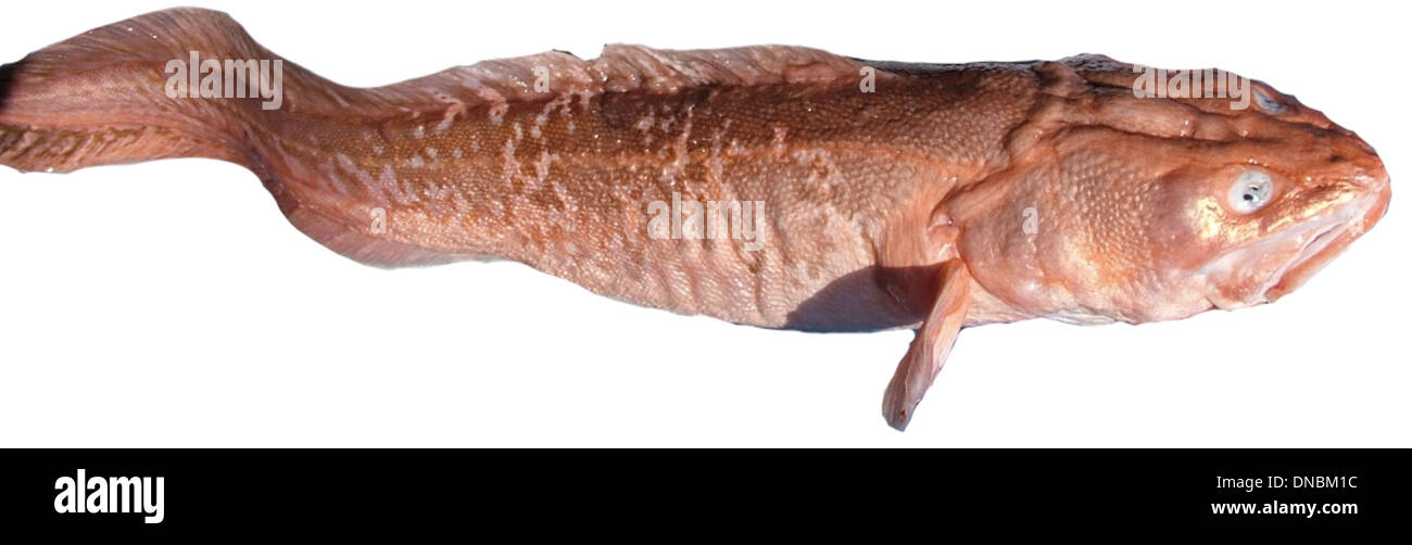 Genypterus blacodes hi-res stock photography and images - Alamy