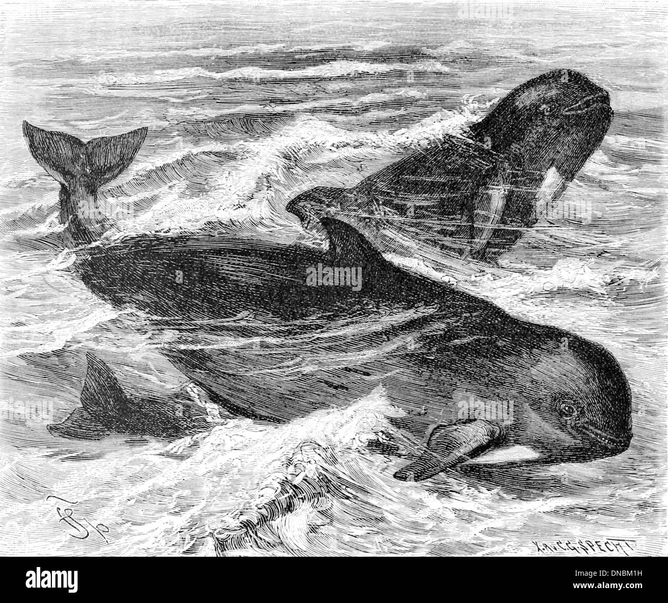 Globicephala globicephala Black and White Stock Photos & Images - Alamy