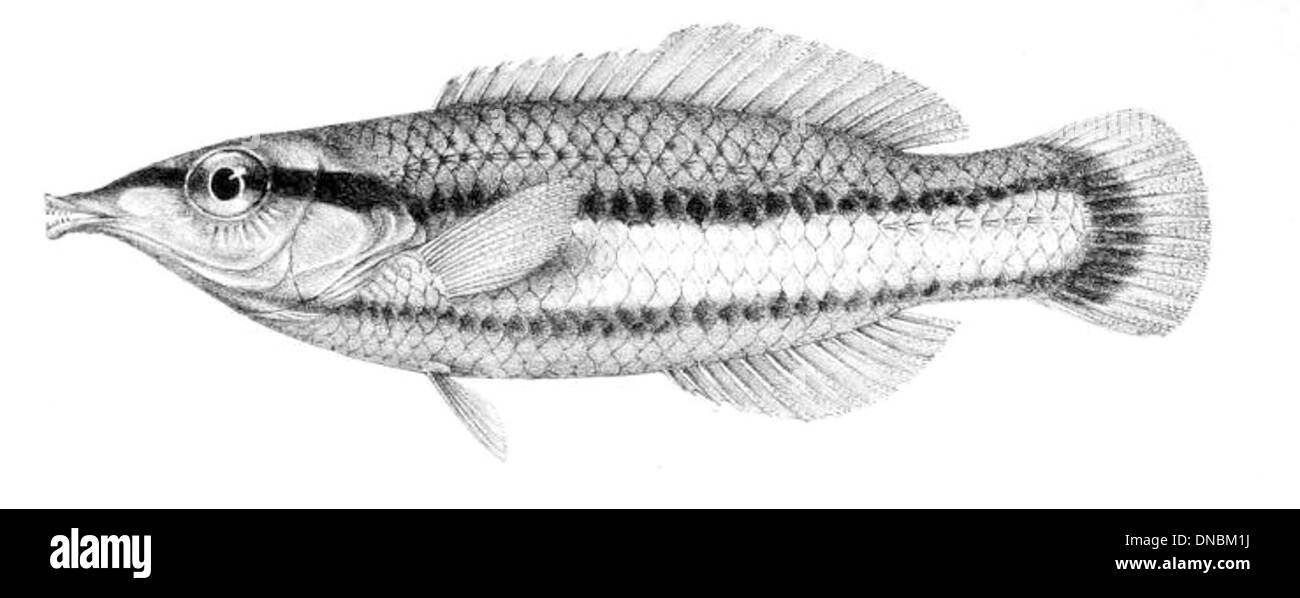 Mix green blue Black and White Stock Photos & Images - Alamy