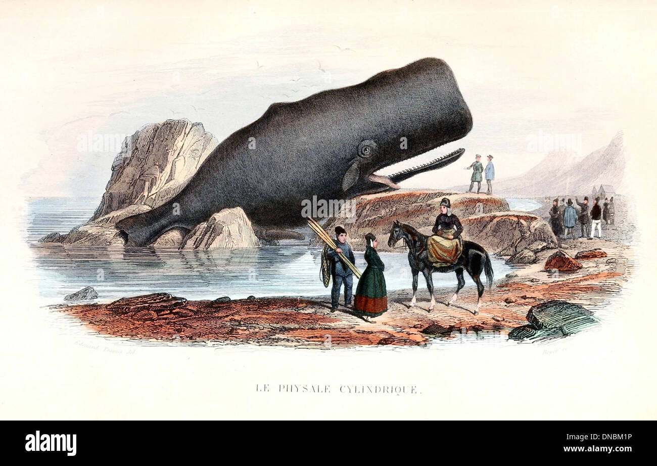 Grand cachalot hi-res stock photography and images - Alamy