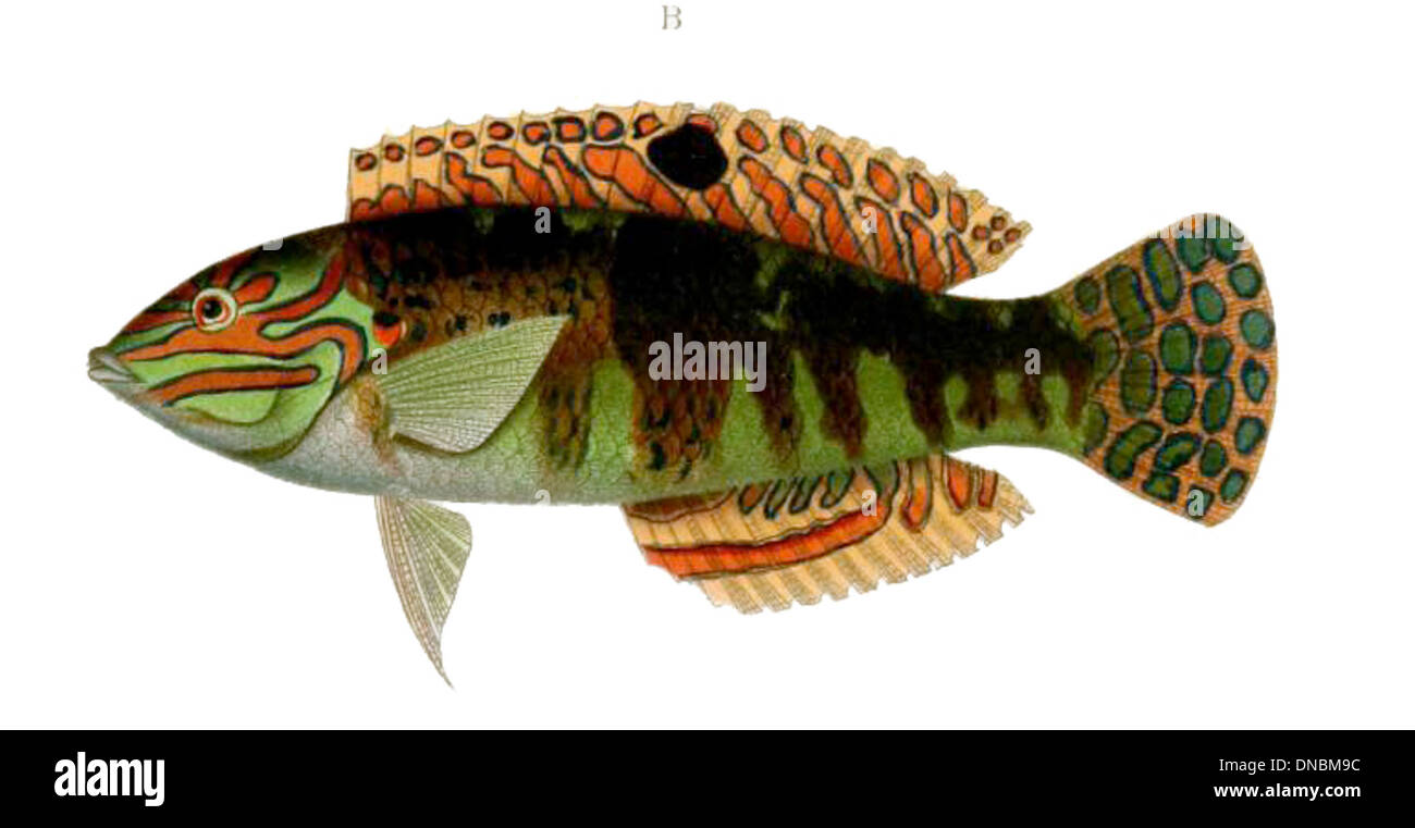 Halichoeres timorensis, commonly known as the Timor wrasse, is a ...