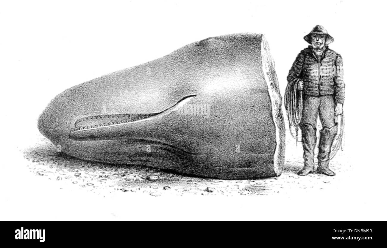 Sperm Whale Cut Out Stock Images & Pictures - Alamy