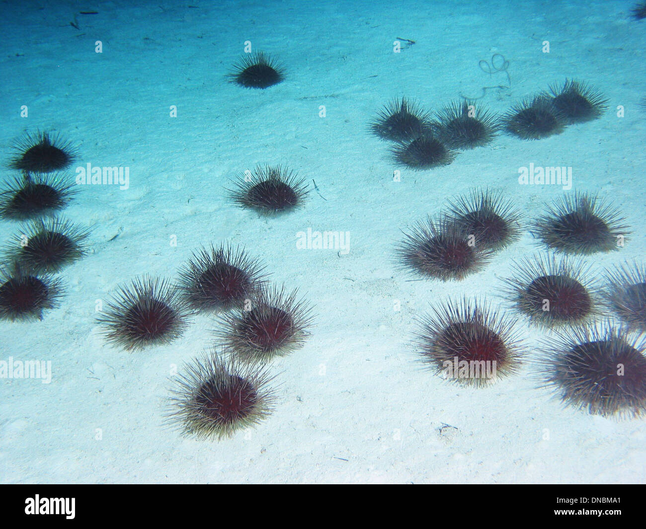 Hystrix hi-res stock photography and images - Alamy