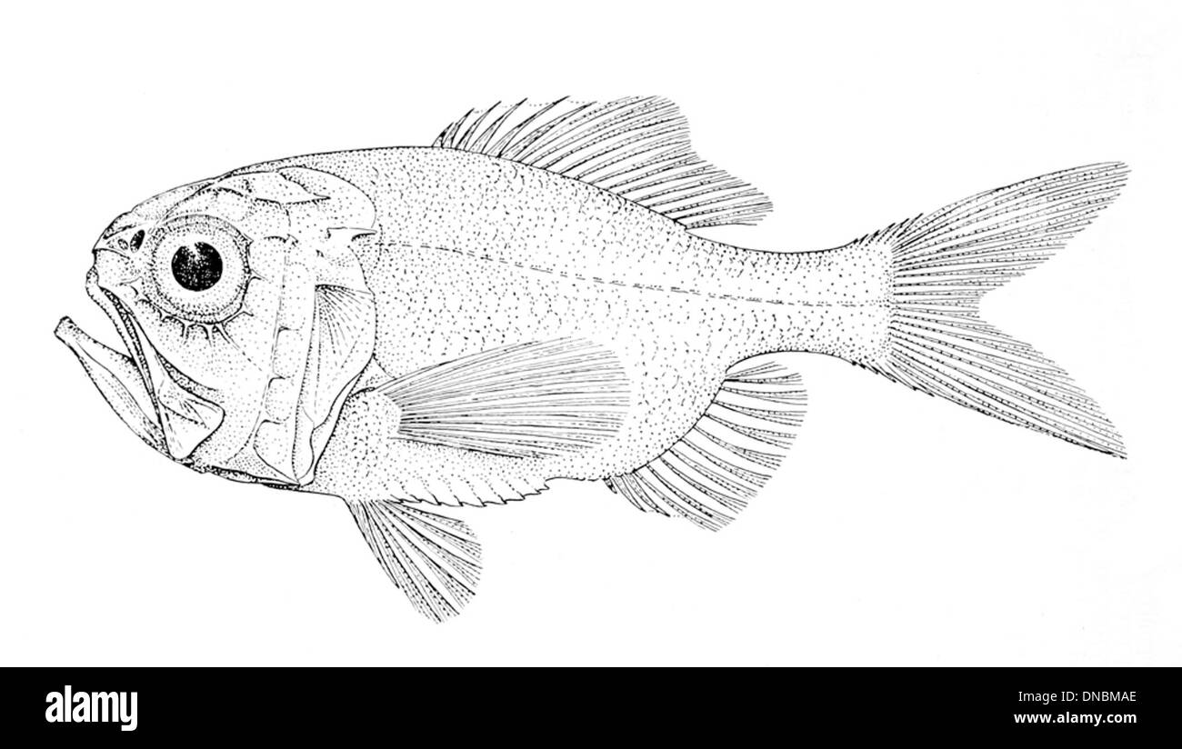 Deepwater species Cut Out Stock Images & Pictures - Alamy