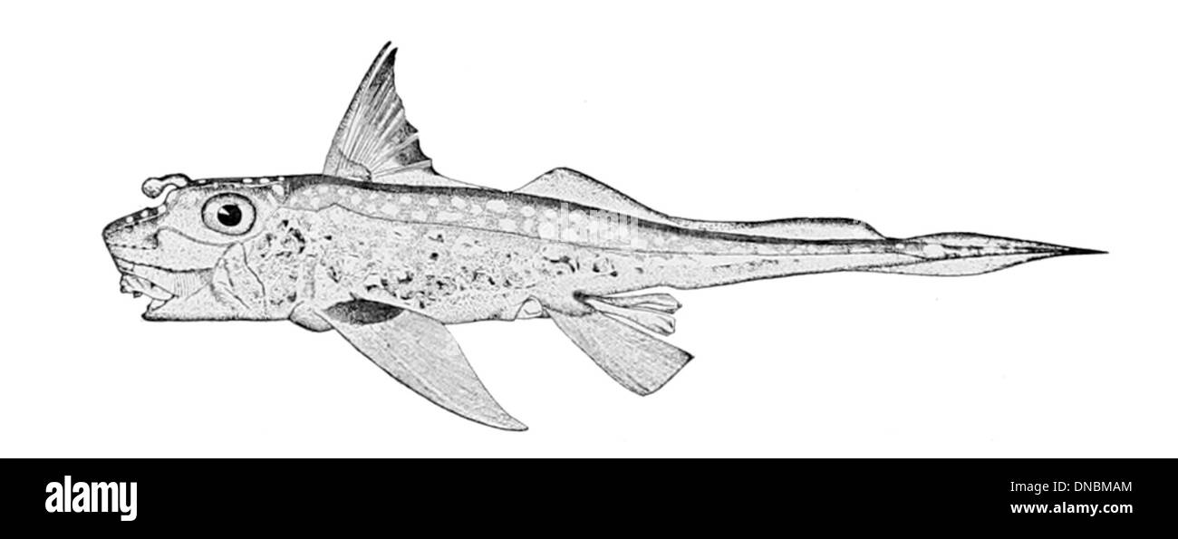 Spiny adaptation Black and White Stock Photos & Images - Alamy