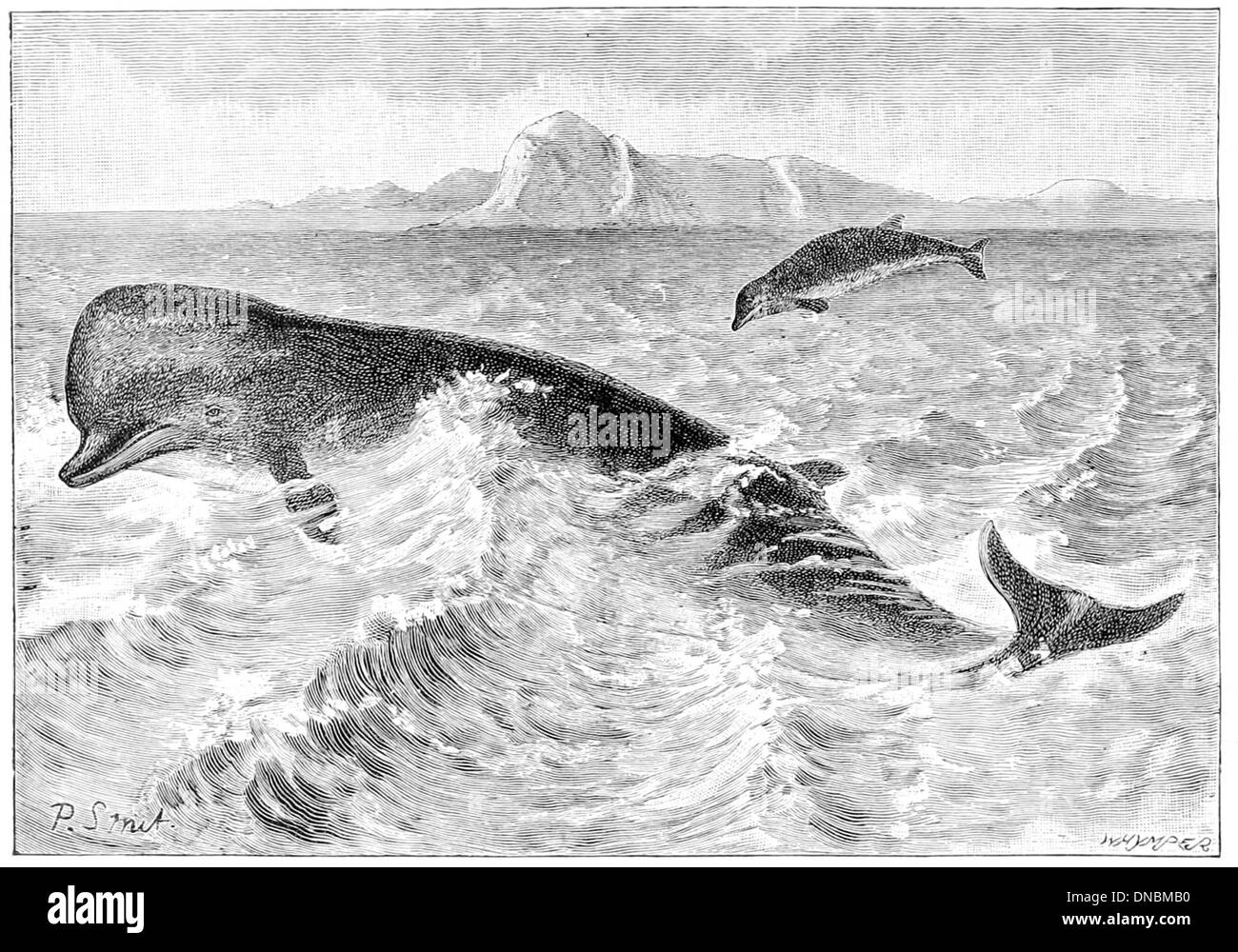 North atlantic bottlenose whale hi-res stock photography and images - Alamy