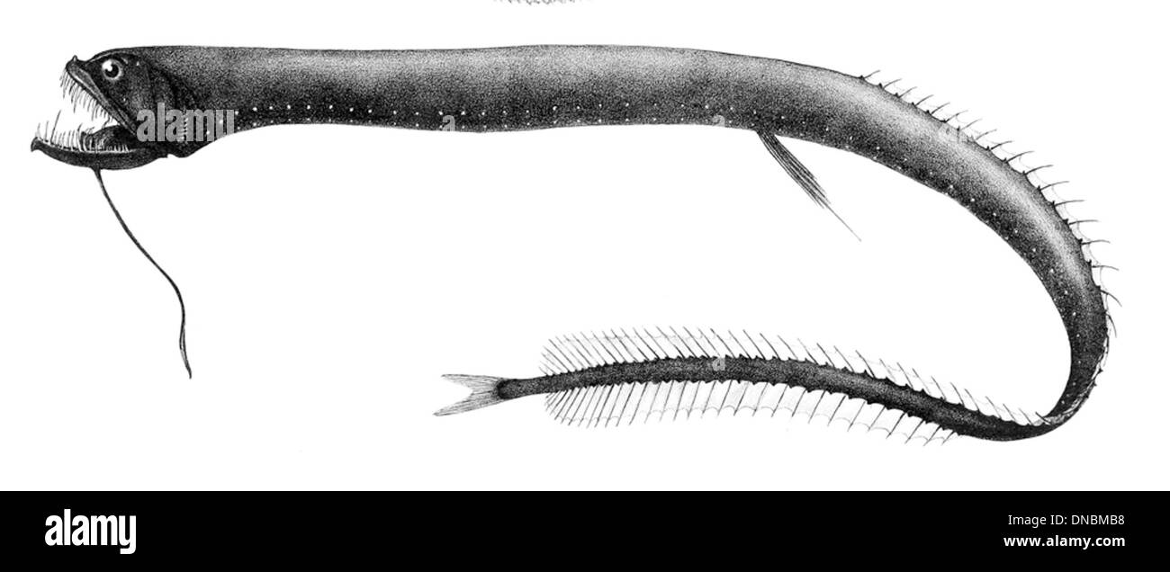 Idiacanthus hi-res stock photography and images - Alamy