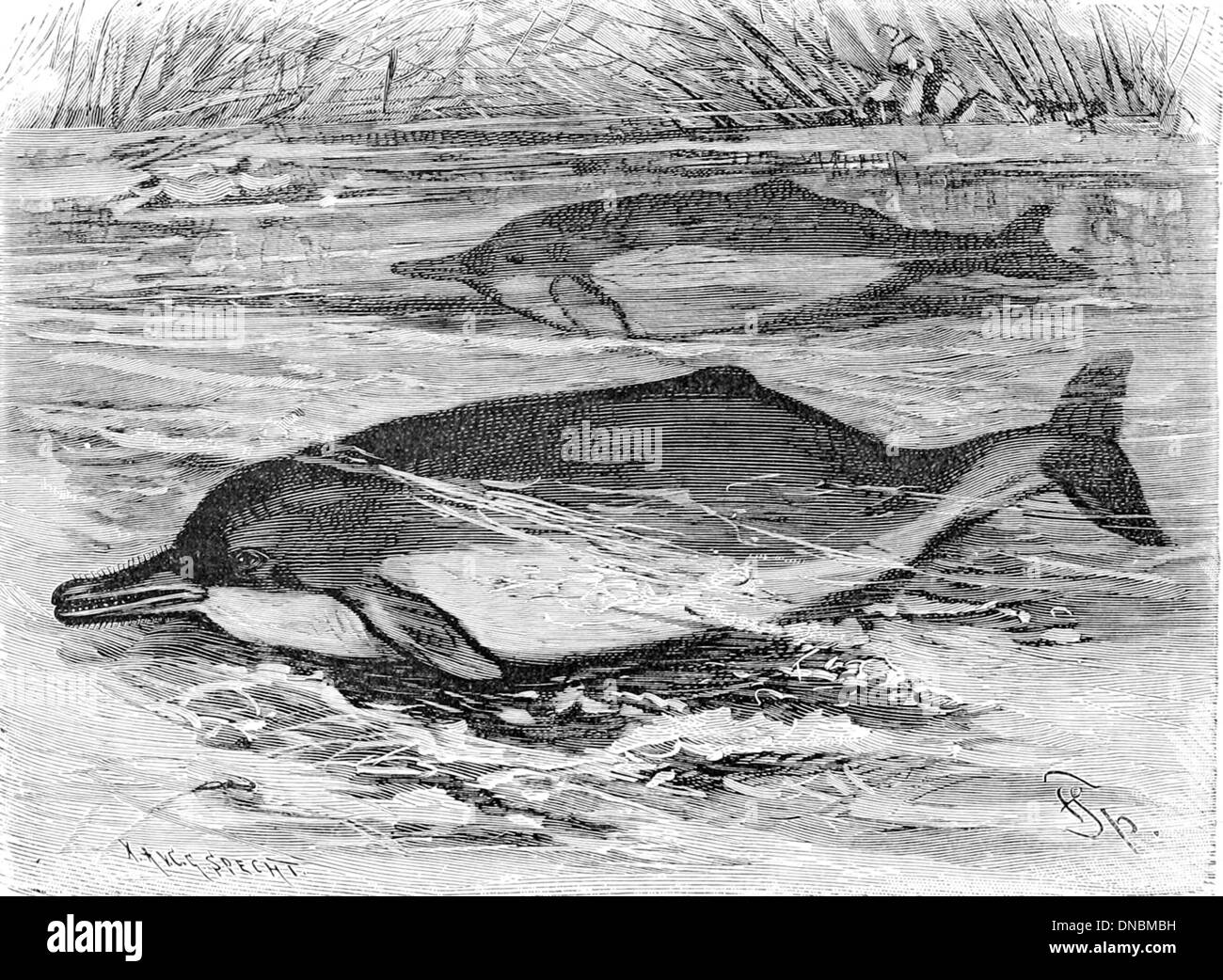 Inia geoffrensis, the Amazon river dolphin, is a freshwater species ...