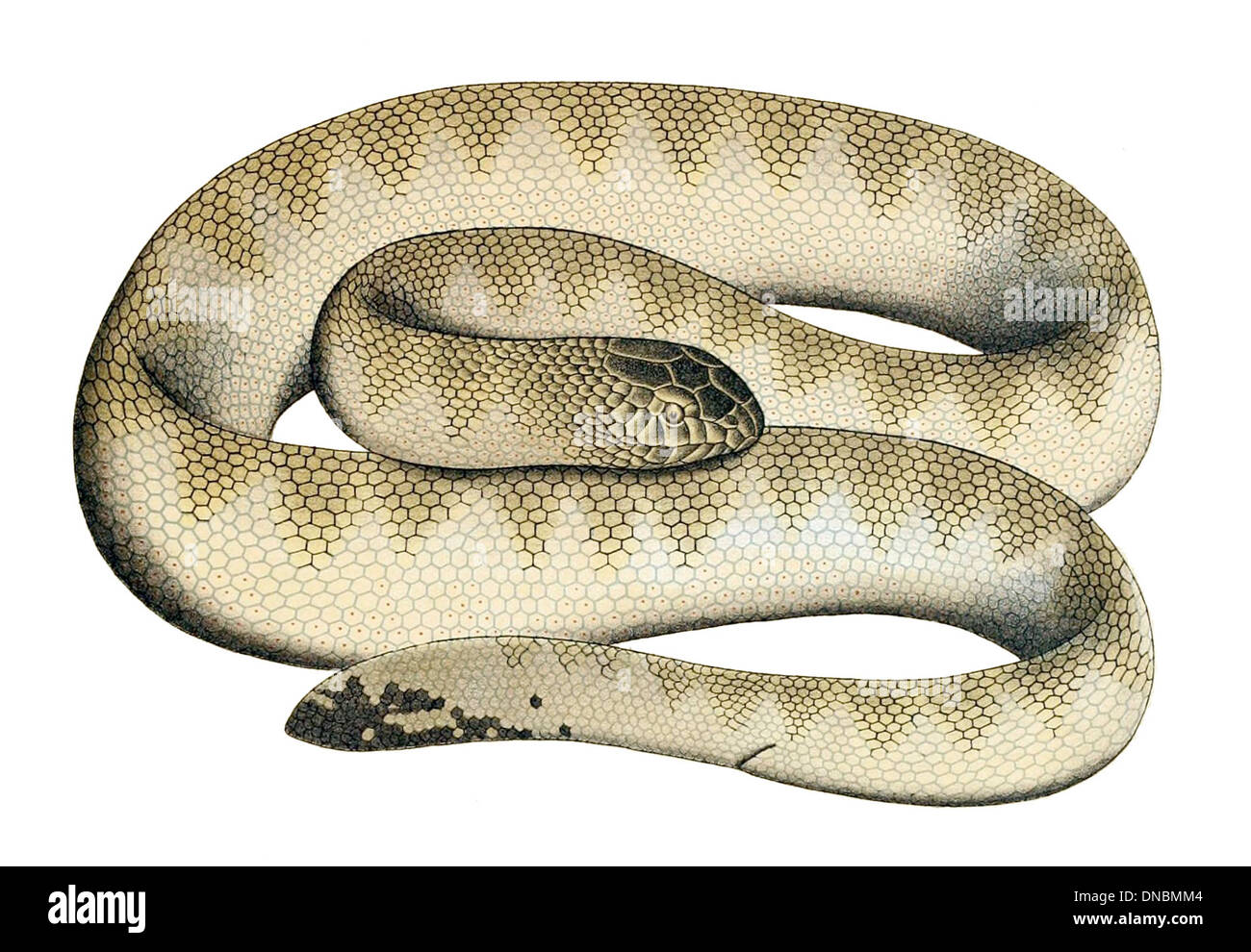 Lapemis hi-res stock photography and images - Alamy