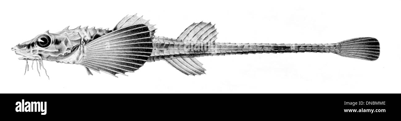Spiny rayed fish Black and White Stock Photos & Images - Alamy