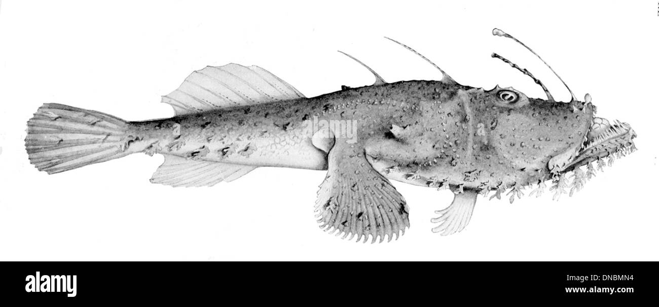 Anglerfish lure Black and White Stock Photos & Images - Alamy