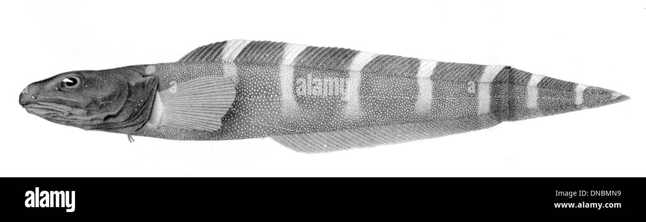 Esmarks hi-res stock photography and images - Alamy