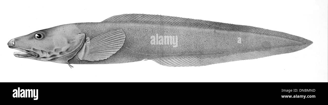 Cod arctic Cut Out Stock Images & Pictures - Alamy
