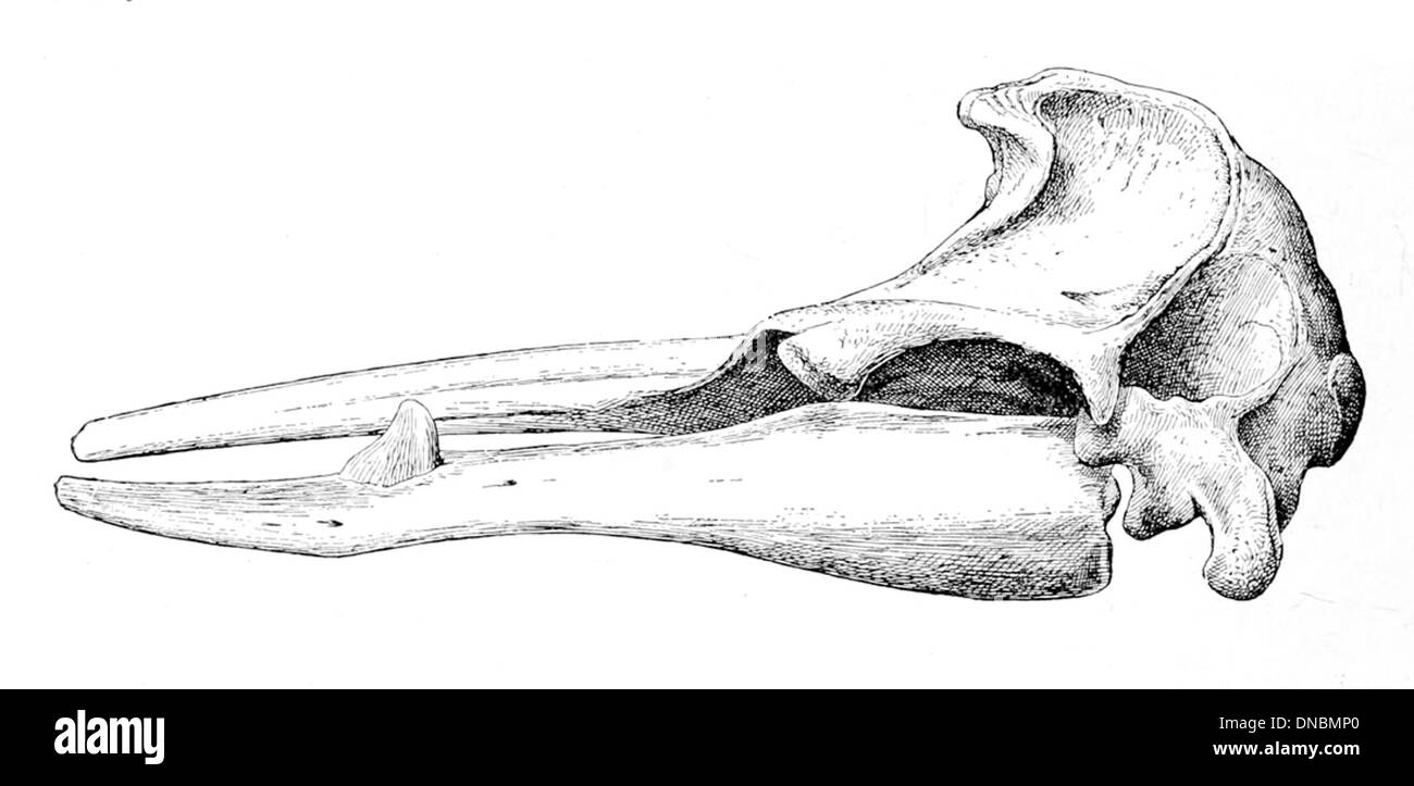 Mesoplodon High Resolution Stock Photography and Images - Alamy