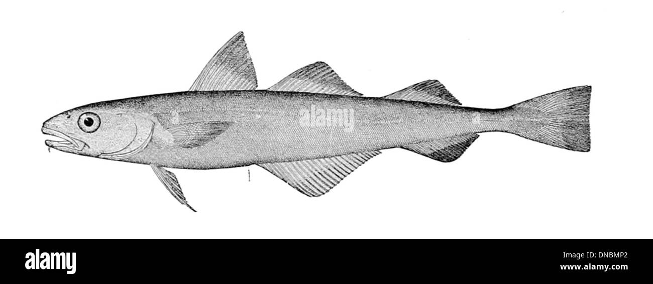 Microgadus tomcod hi-res stock photography and images - Alamy