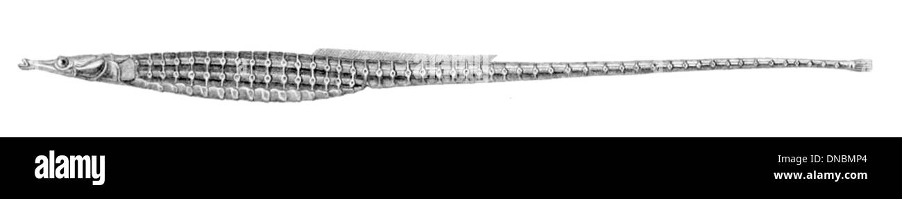 Microphis leiaspis hi-res stock photography and images - Alamy