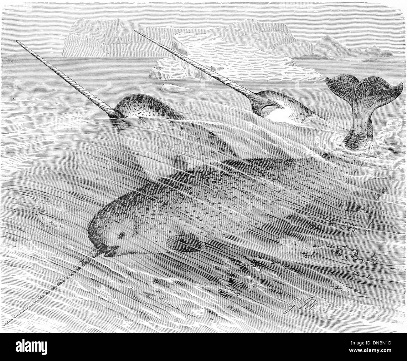 Monodon hi-res stock photography and images - Alamy