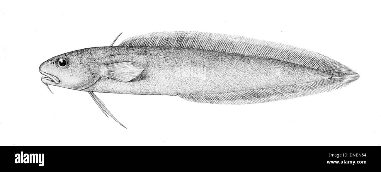 Microps hi-res stock photography and images - Alamy