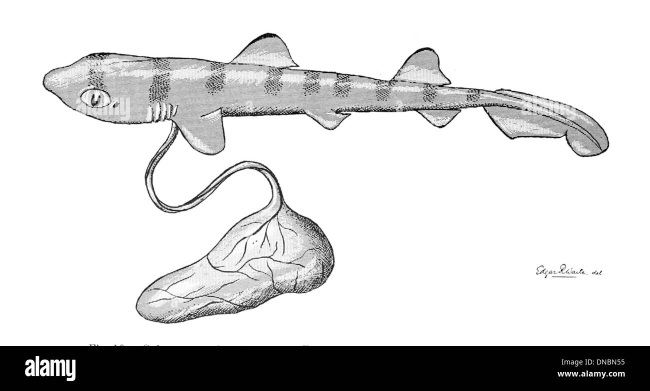 Mustelus Antarcticus High Resolution Stock Photography and Images - Alamy