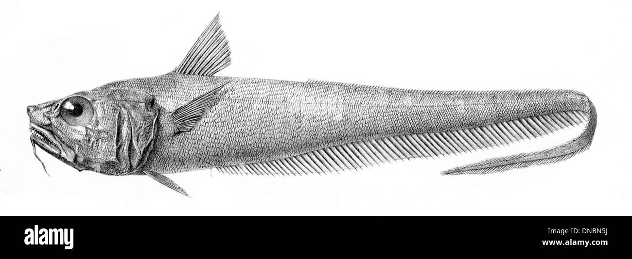 Grenadier fish in the ocean hi-res stock photography and images - Alamy