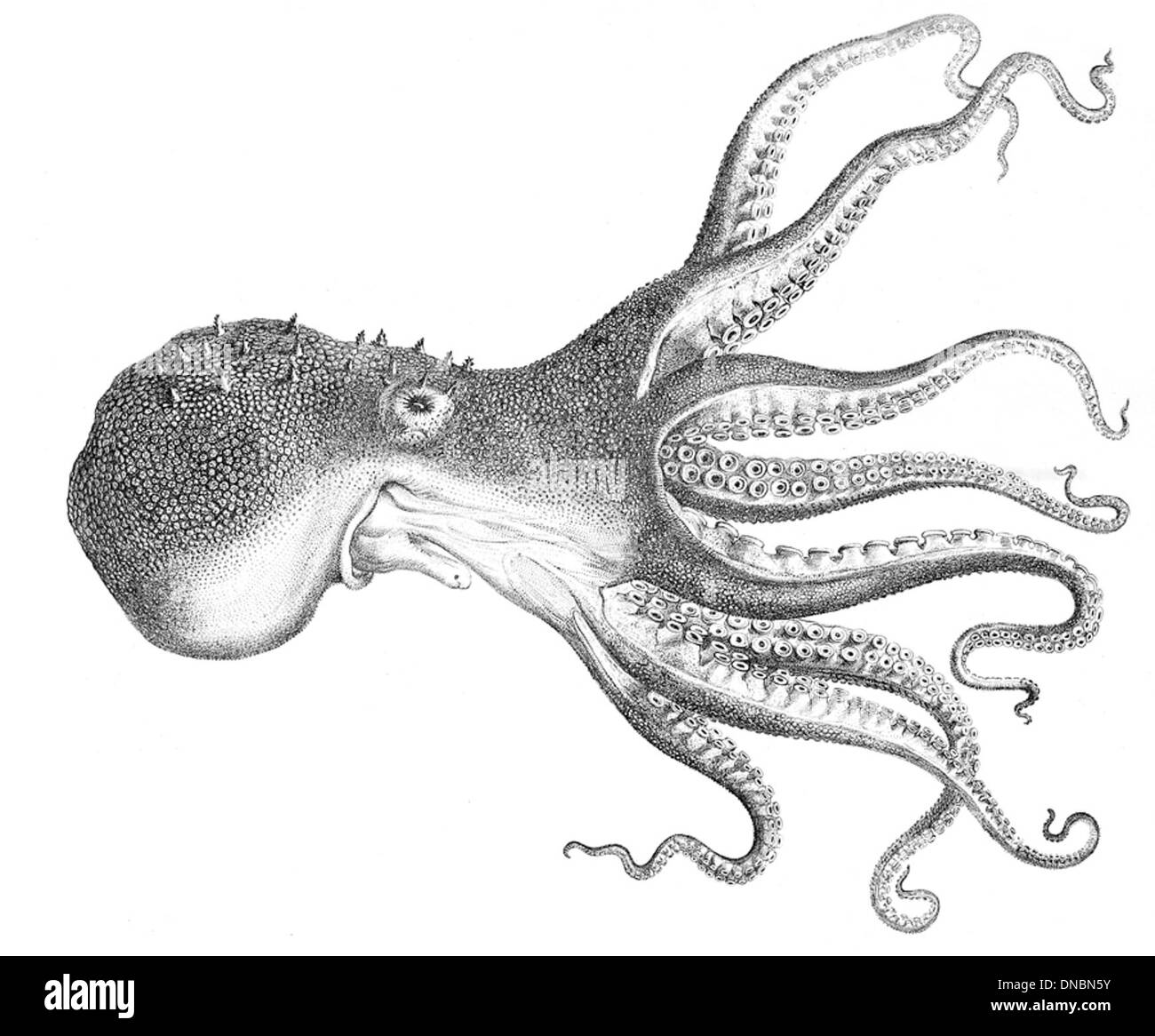 Octopus pallidus hi-res stock photography and images - Alamy