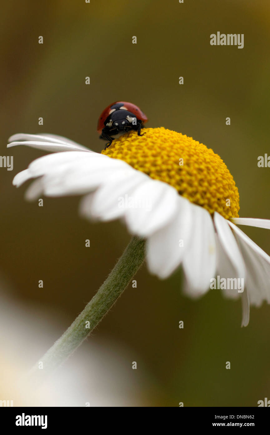 7 spot ladybird coccinella 7 punctata on hi-res stock photography and ...