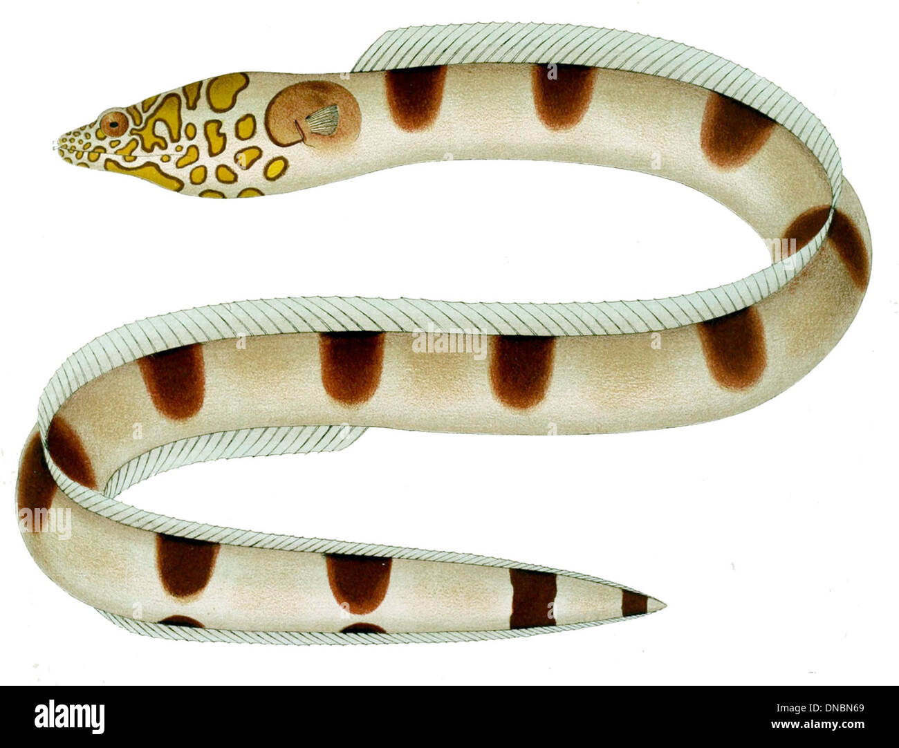 Subtropical fish hi-res stock photography and images - Alamy