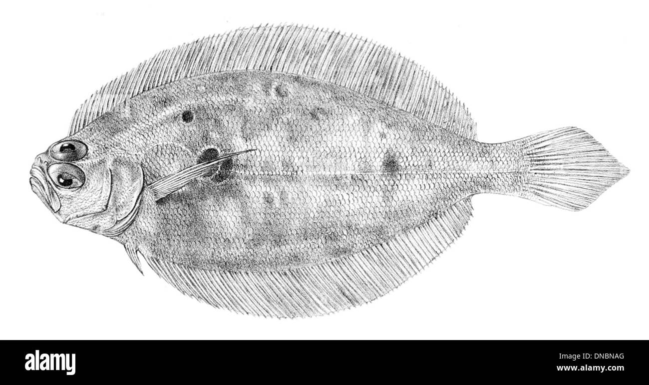 Paralichthys hi-res stock photography and images - Alamy