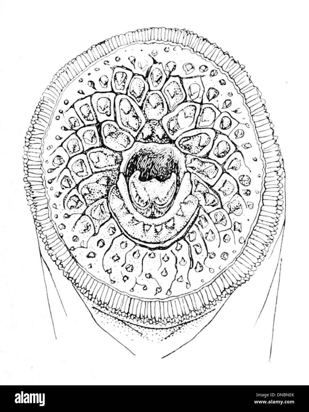 Petromyzon marinus, also known as the sea lamprey, has a unique ...