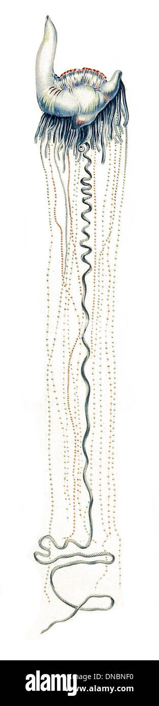 Physalia physalis, also known as the Portuguese man o' war, is a ...