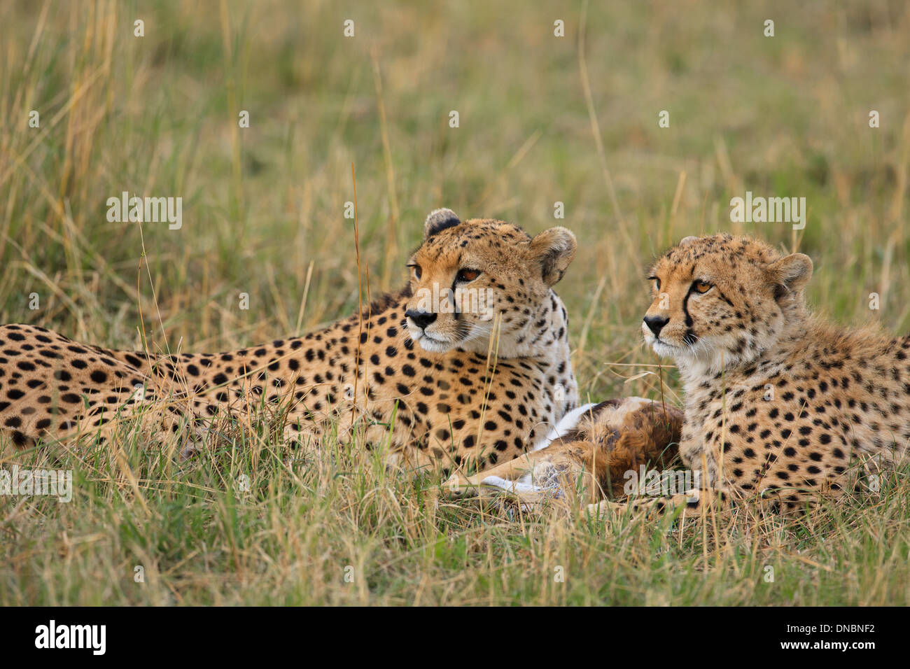 Cheetah cubs hunt hi-res stock photography and images - Alamy