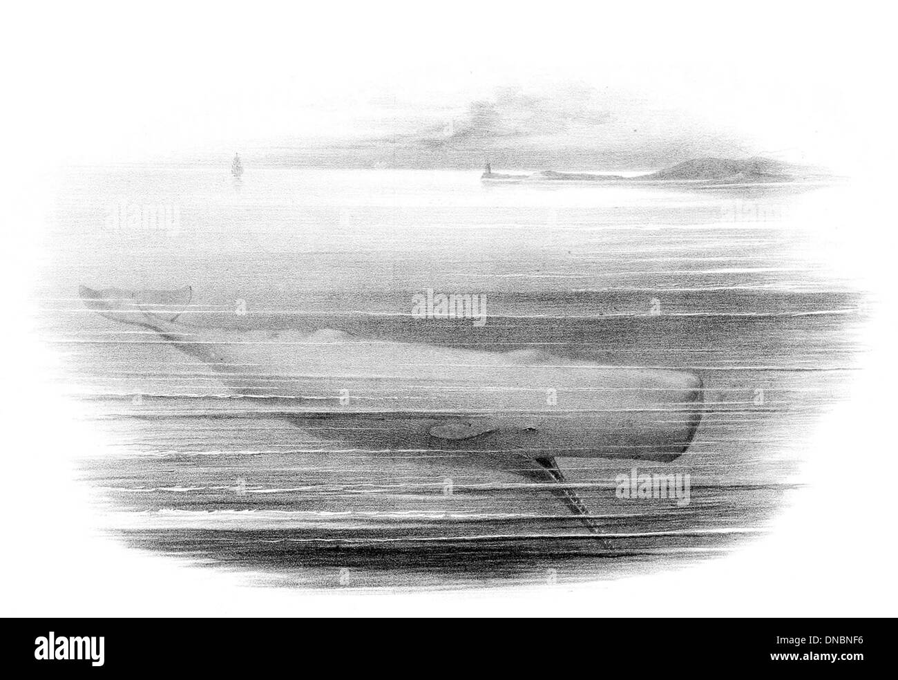 Sperm whale feeding ecology hi-res stock photography and images - Alamy